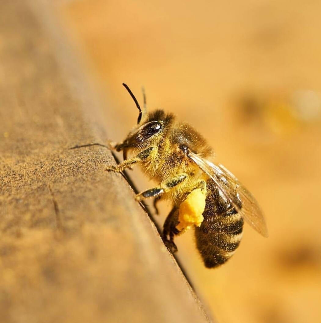Our Gallery – Highlands Honeybee – Reliable Vietnamese Honey supplier